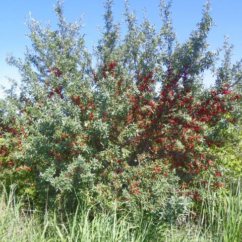 Silver Buffaloberry Shrub- Bareroot | West Adams Conservation District